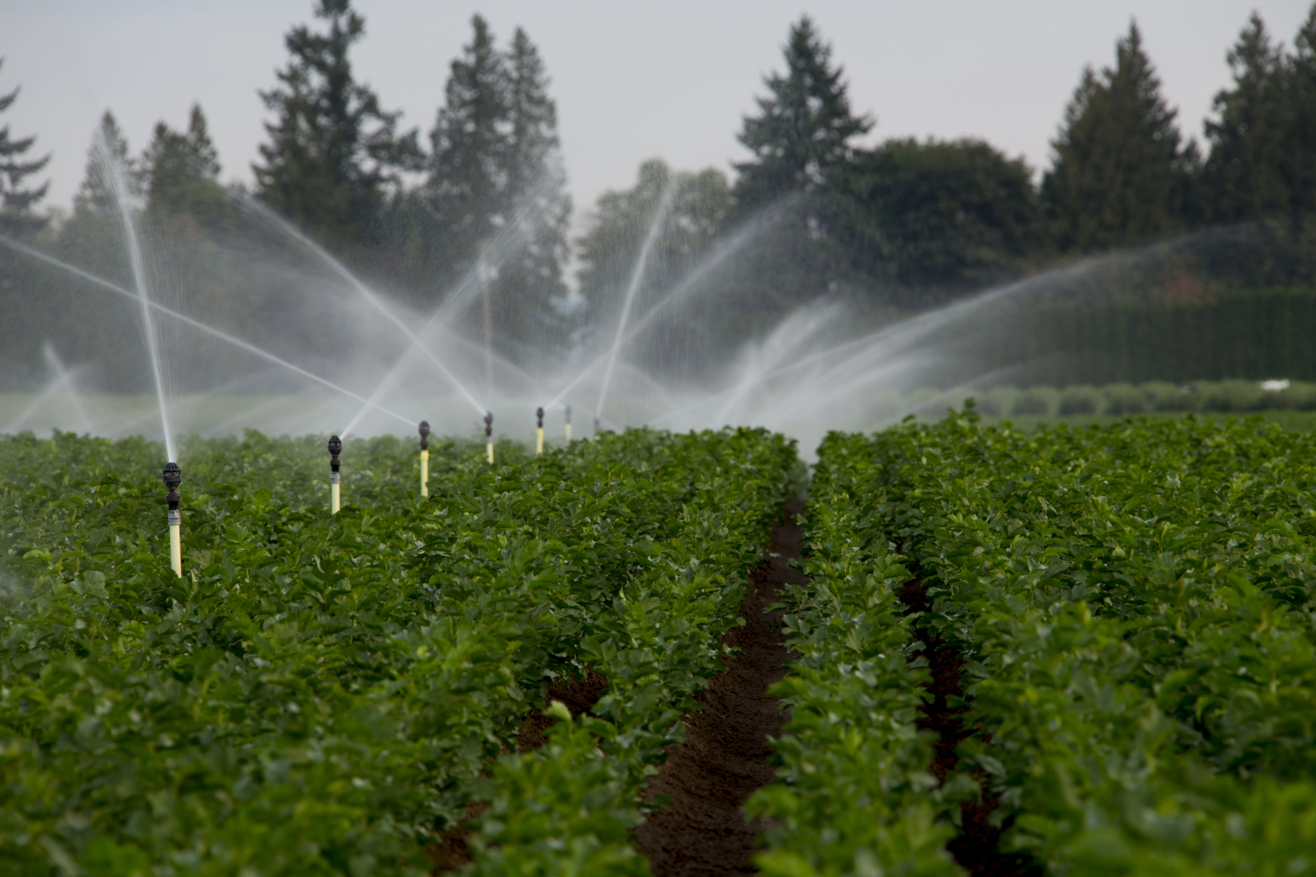 R2000WF/R2000LP Rotator® from Nelson Irrigation